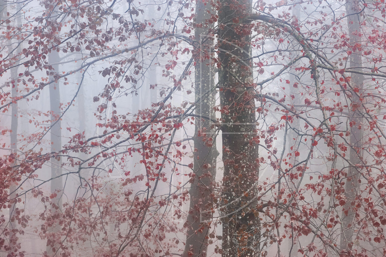 Nature Is Poetry's Beautiful Spirit - What Is Nature Poetry?