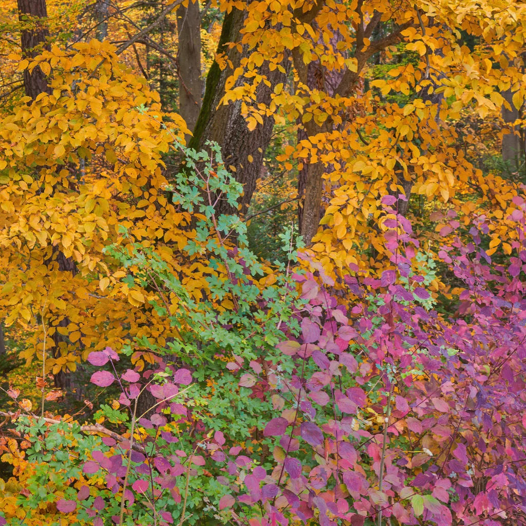 Artistic statement honours nature's beauty - Ars Silentium